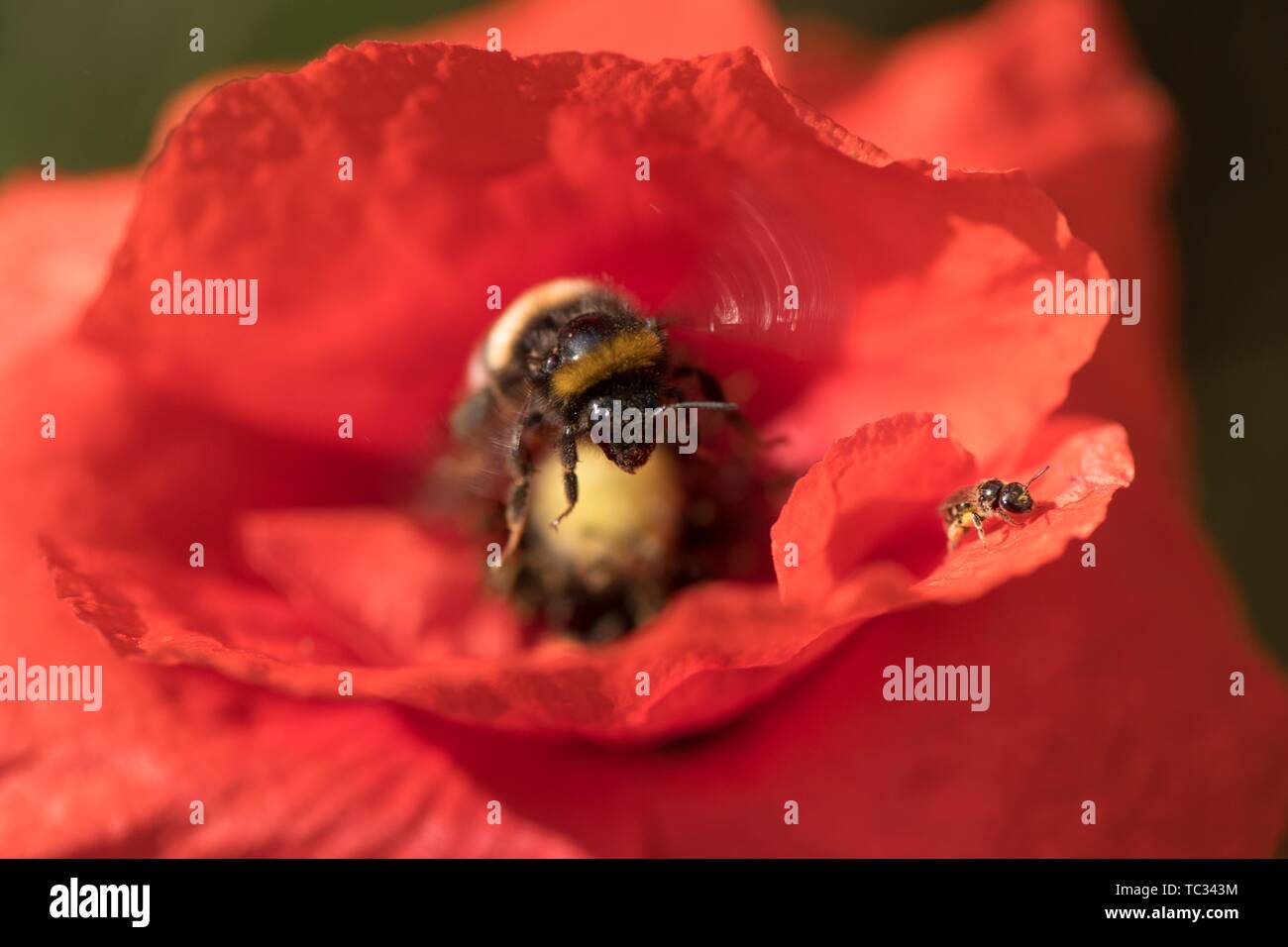 Dresden, Germany. 05th June, 2019. Insects sit on a poppy flower ...