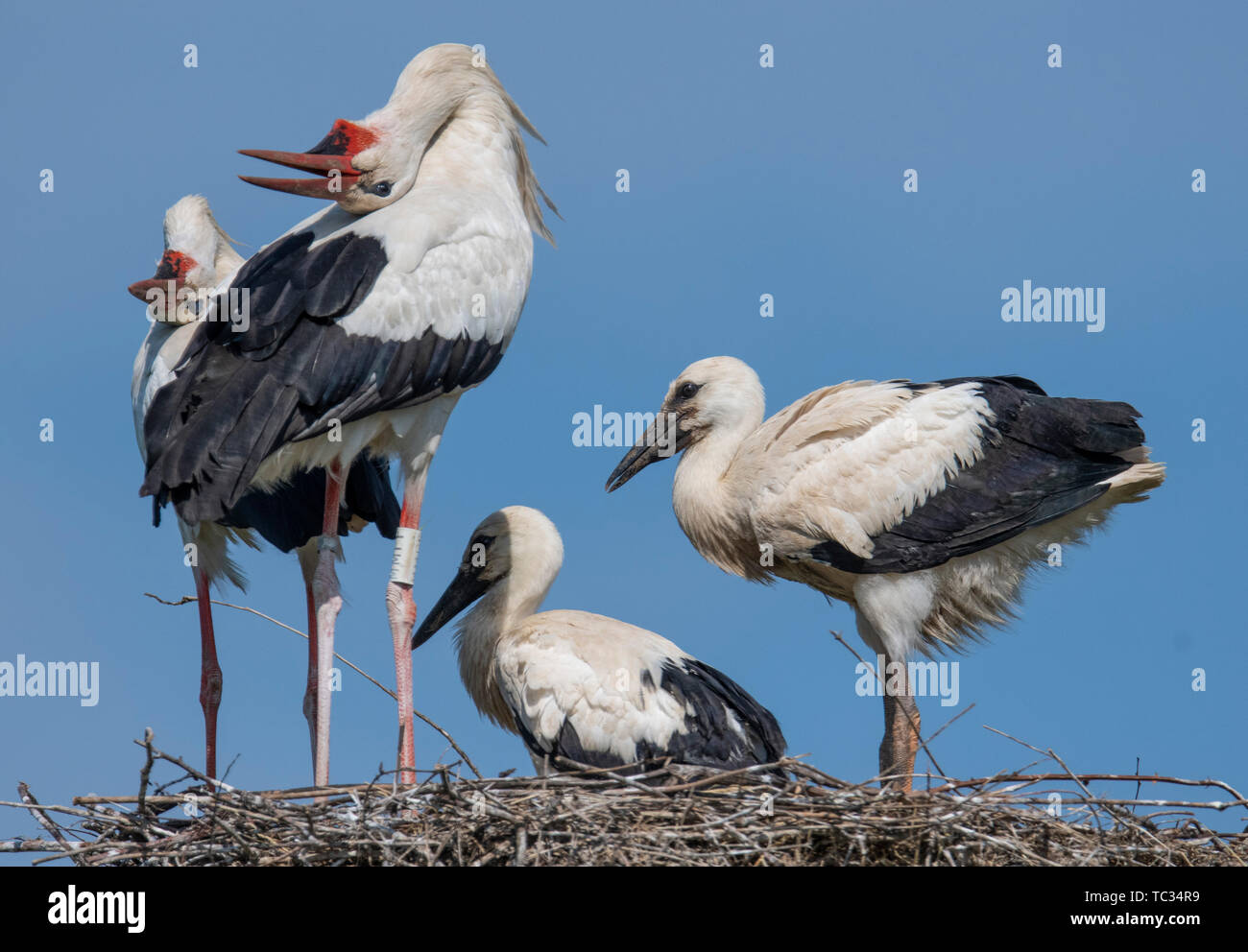 Biebesheim, Germany. 05th June, 2019. With its offspring, a stork pair ...