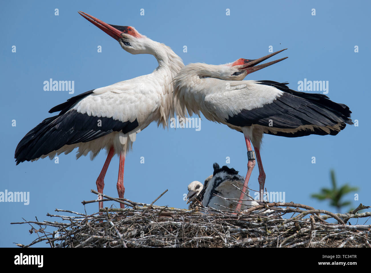Biebesheim, Germany. 05th June, 2019. With its offspring, a stork pair ...
