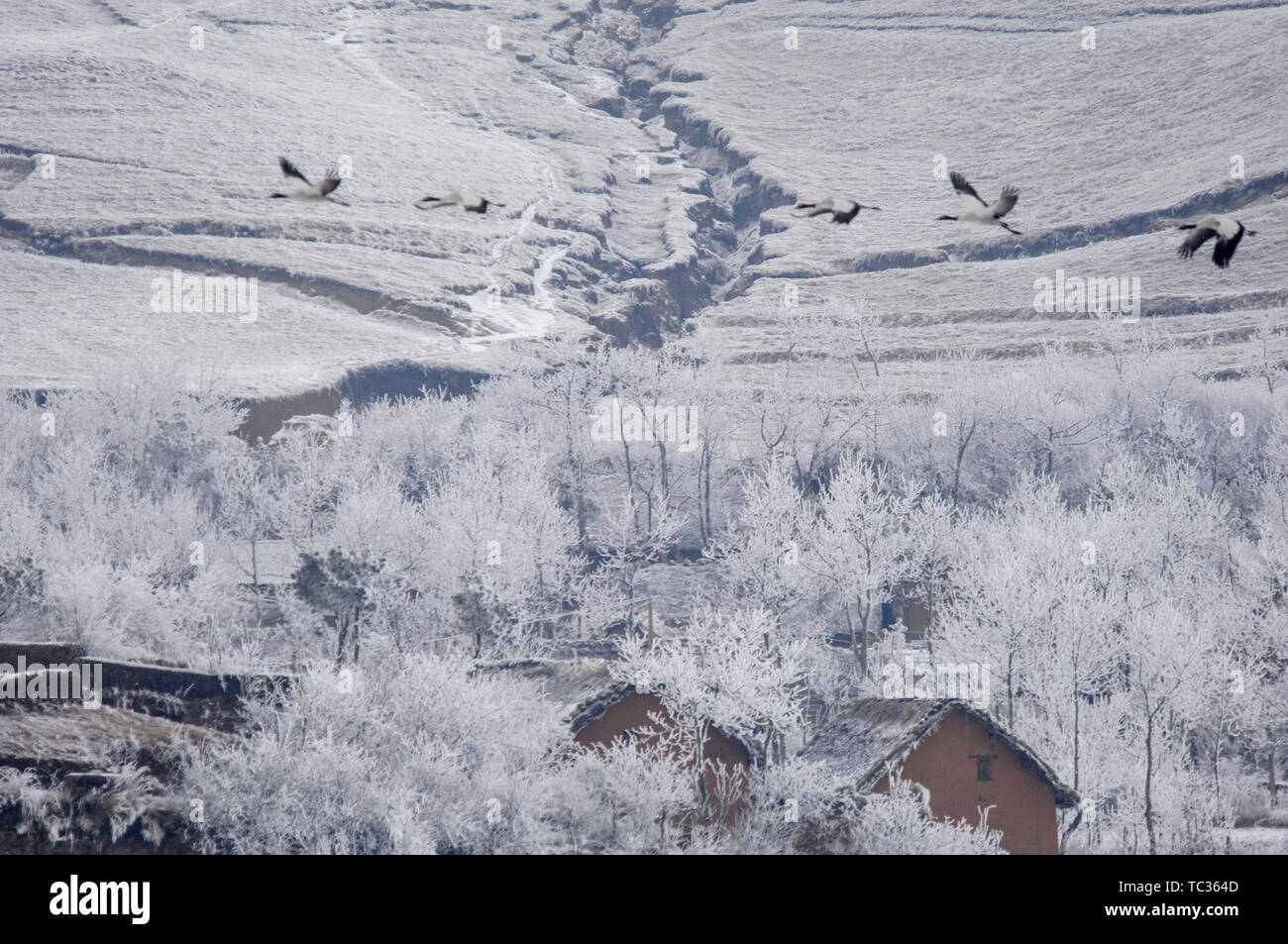 Birds such as black-necked cranes in Dashanbao, Zhaotong, Yunnan ...