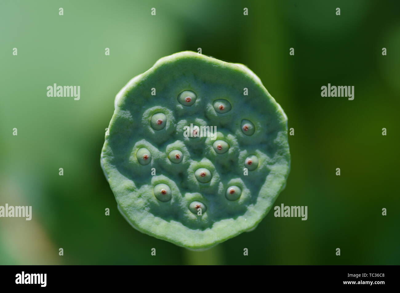 Lotus, Xia Ho, Lotus, Photography Stock Photo - Alamy