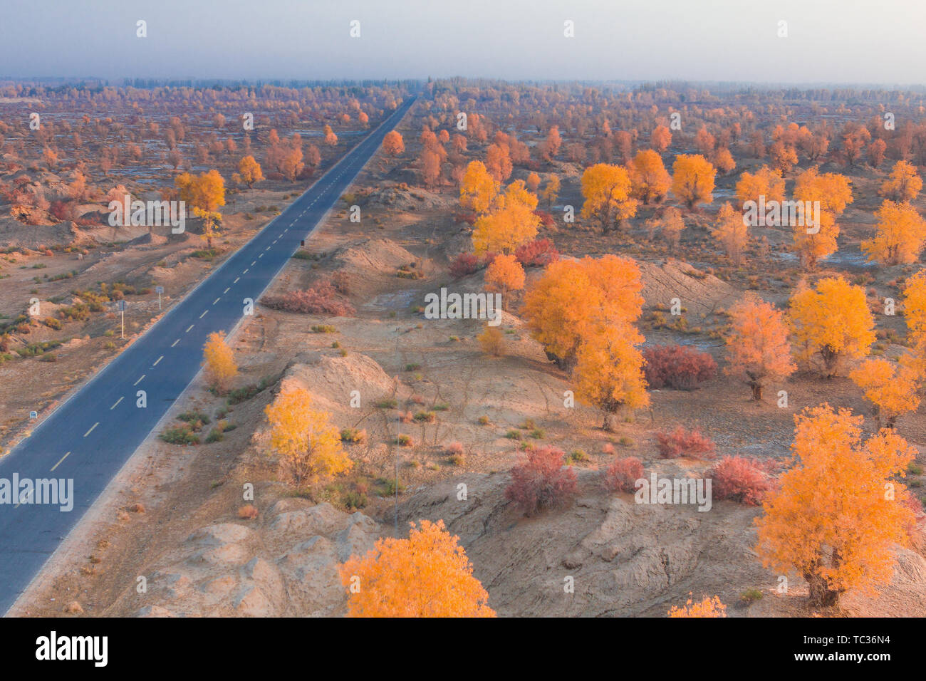 On a late autumn morning, an asphalt road in the Hu Yang forest ...