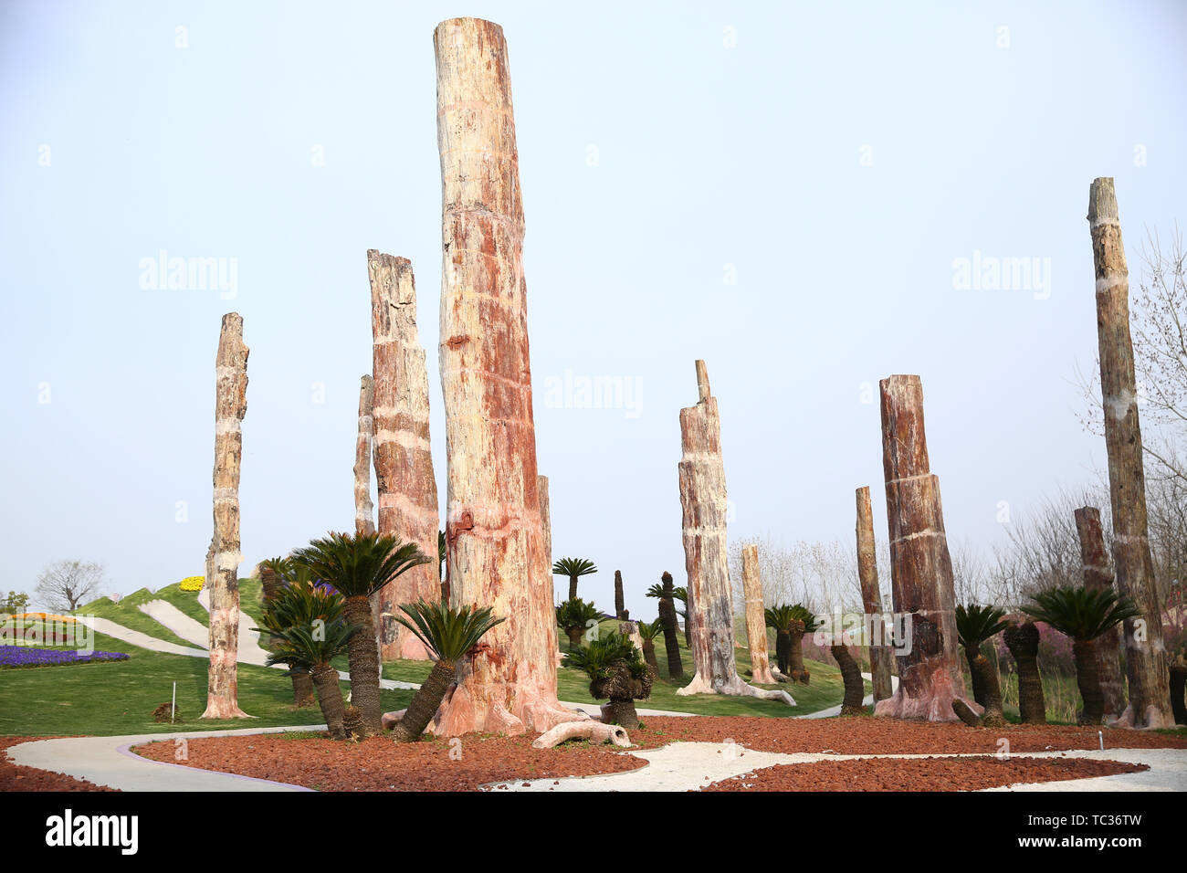 Stone forest ancient fossils silicized stone forest ancient wood ...