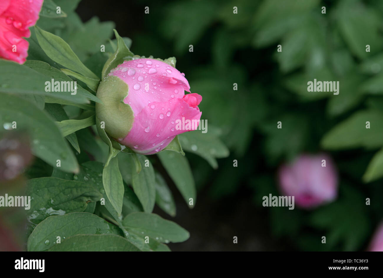 Luoyang peonies hi-res stock photography and images - Alamy
