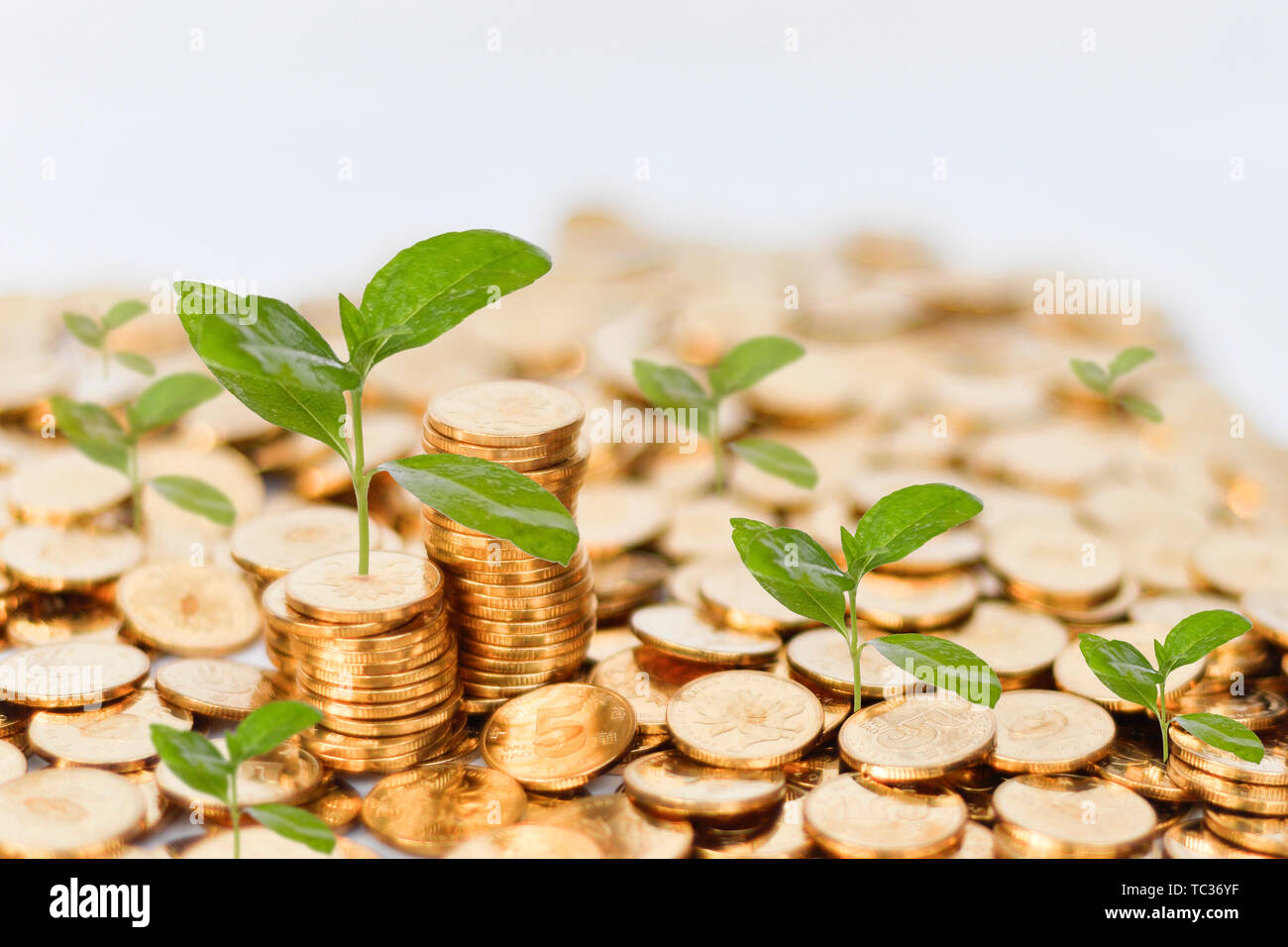 Gold coins and plants, trees growing on gold coins Stock Photo - Alamy