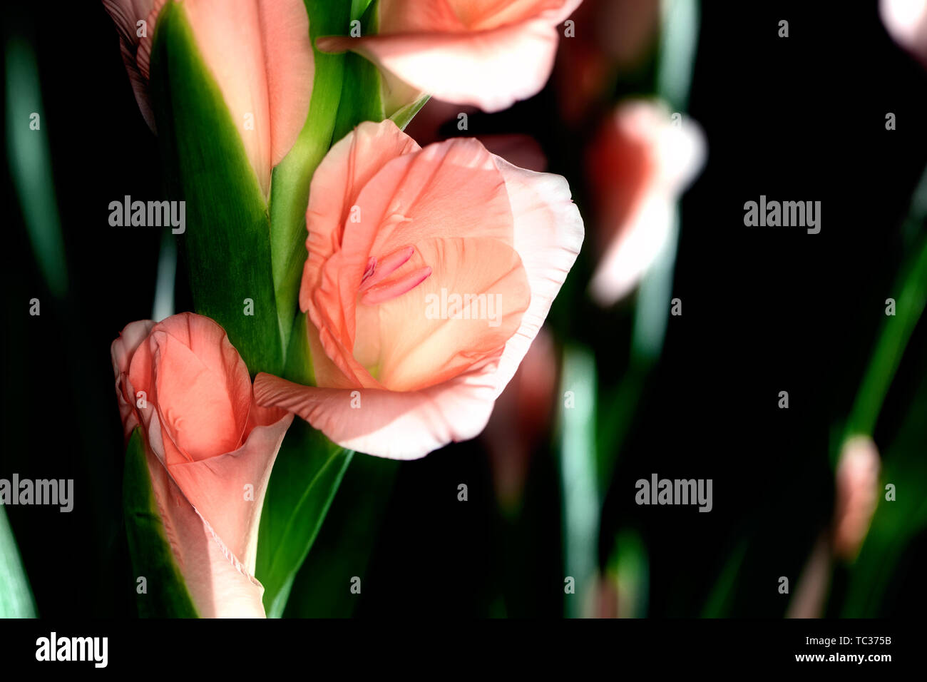 The blooming sword orchid Stock Photo - Alamy