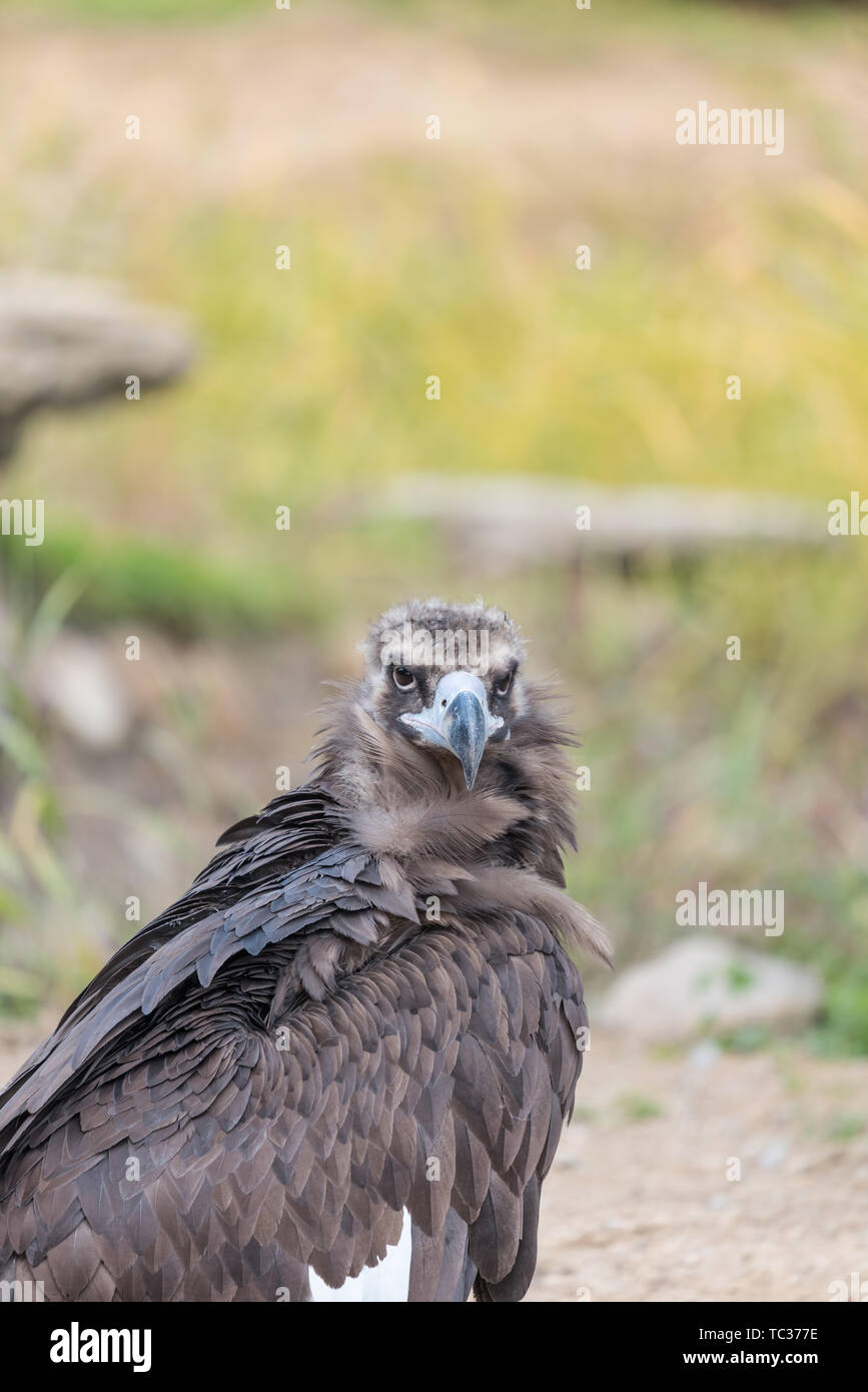 Vultures of asia hi-res stock photography and images - Alamy