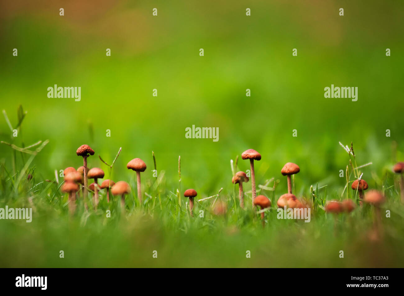 A set of microphotographs of mushrooms in the rain Stock Photo - Alamy