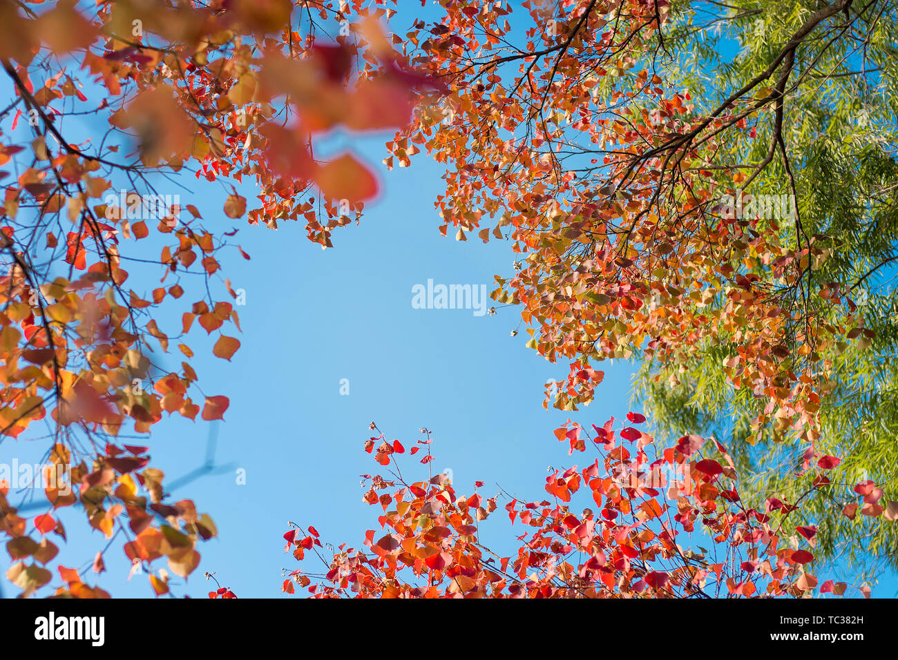 Nanjing Autumn Zhongshan Botanical Garden Qianhu autumn tallow tree ...