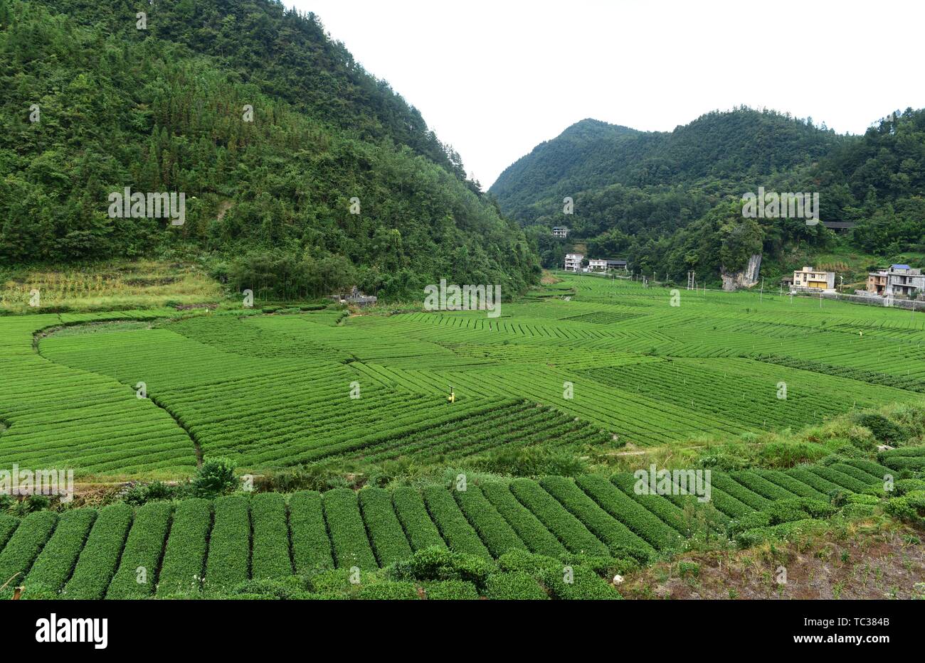 Tea garden scenery Stock Photo - Alamy