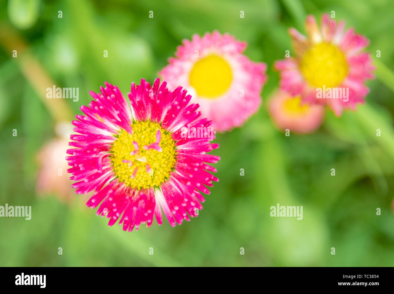 Little red daisies Stock Photo - Alamy