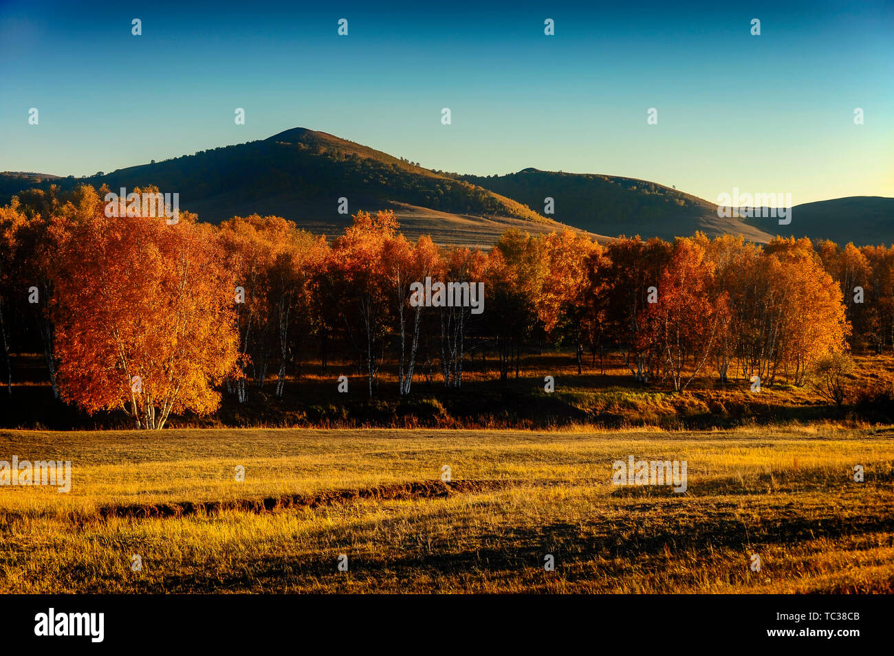 Golden Autumn Prairie Wind Scenery Stock Photo - Alamy