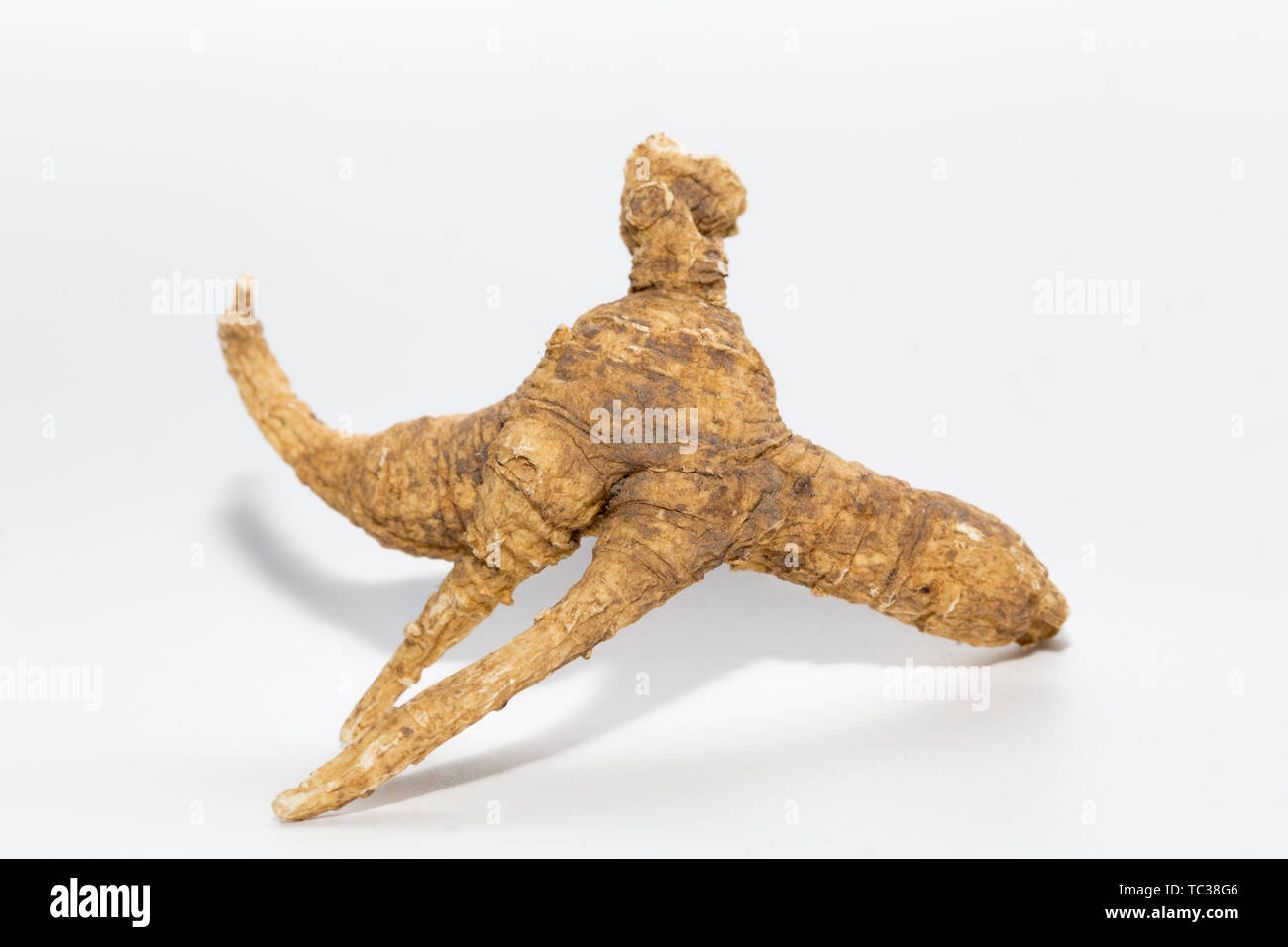 the human form of the western ginseng Stock Photo - Alamy