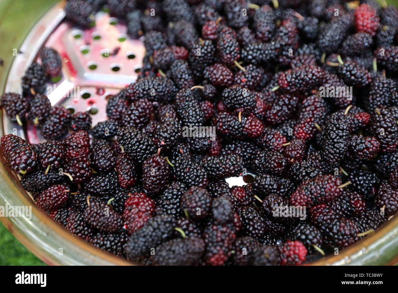 Mulberry in studio shot hi-res stock photography and images - Alamy