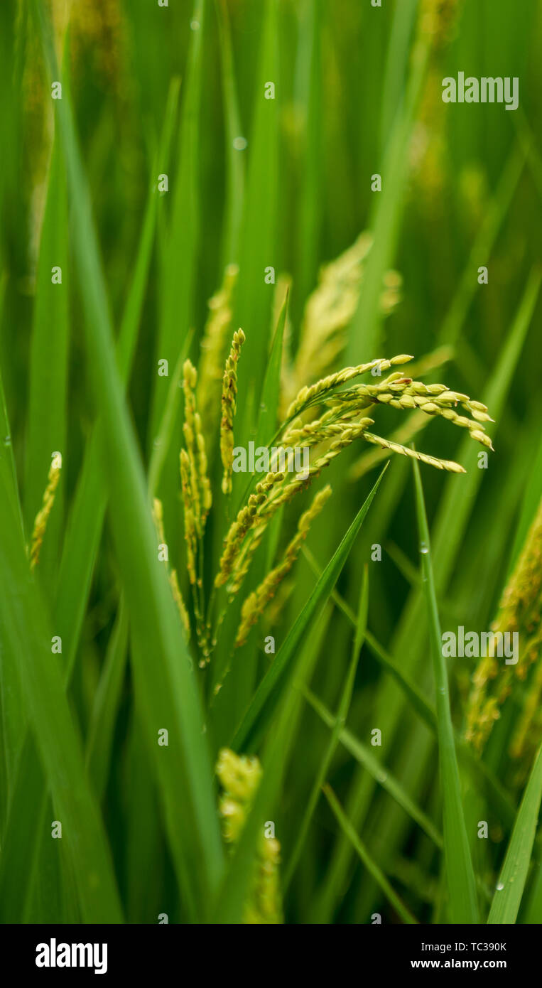 Grazing plants and grain planting environment hi-res stock photography ...