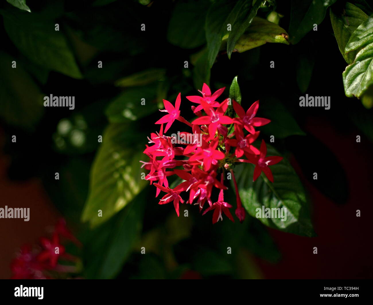 Five star flowers flowers and nature plants hi-res stock photography ...