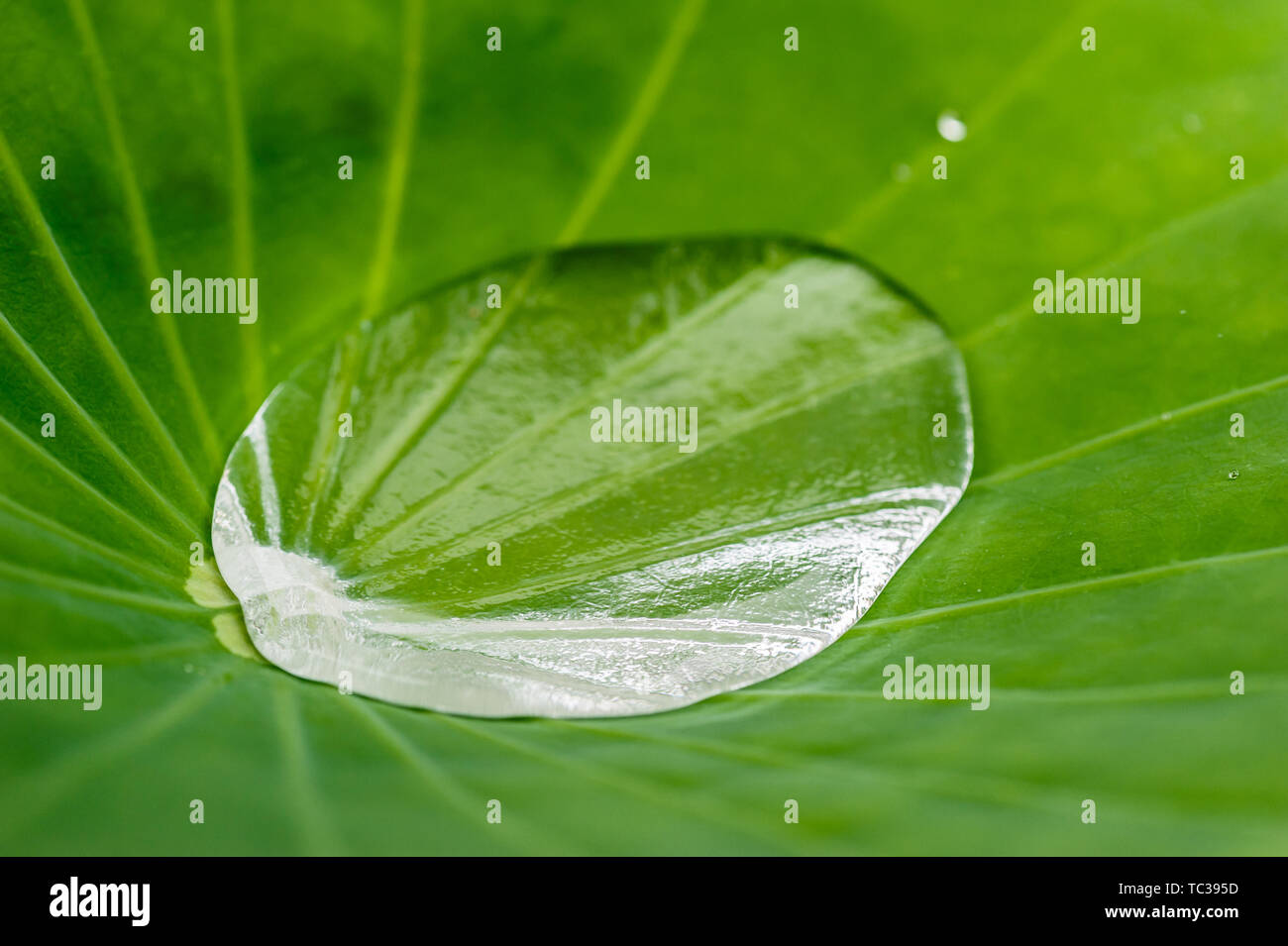 Lotus leaf dew Stock Photo - Alamy