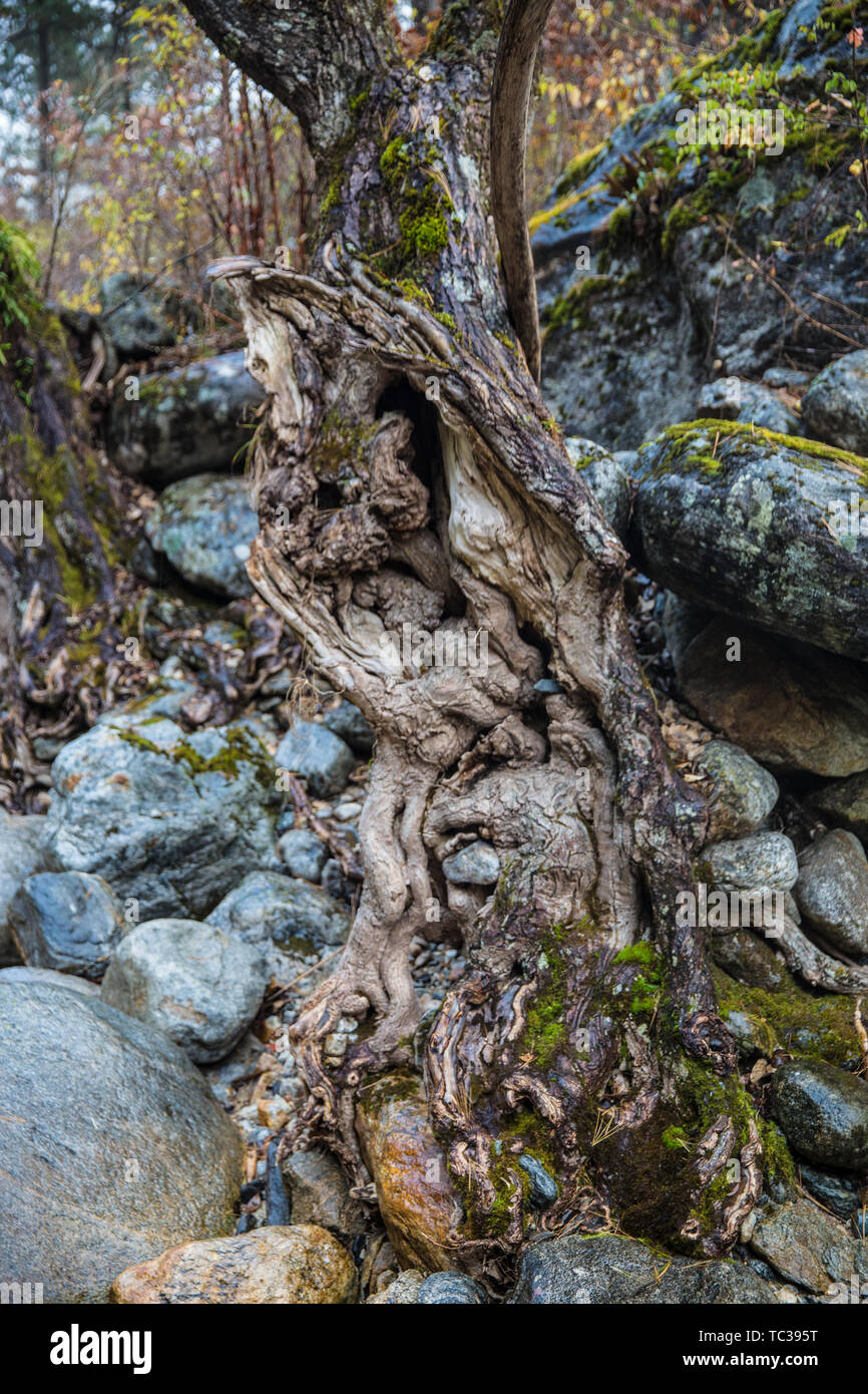 Strange trees in the north south boundary between the north hi-res ...