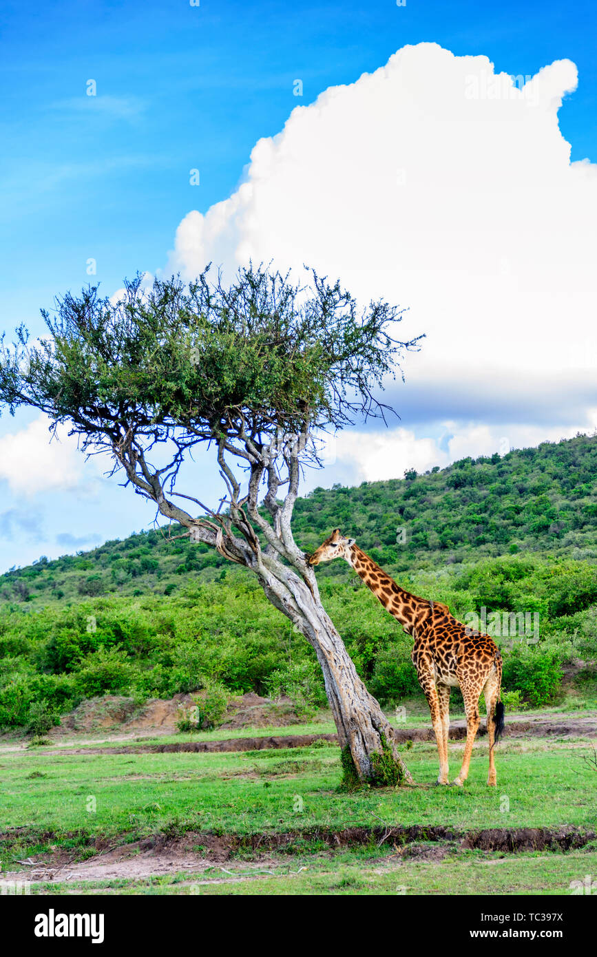 Giraffes and deer hi-res stock photography and images - Alamy