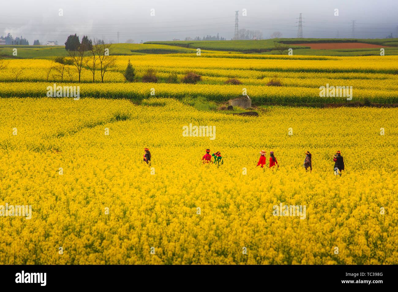Golden chicken peak hi-res stock photography and images - Alamy