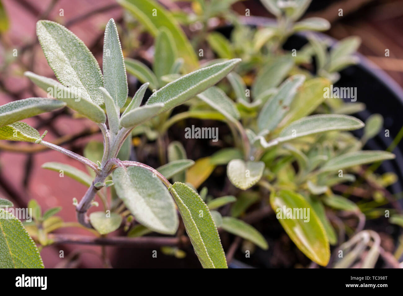 Sage plant pot hi-res stock photography and images - Alamy