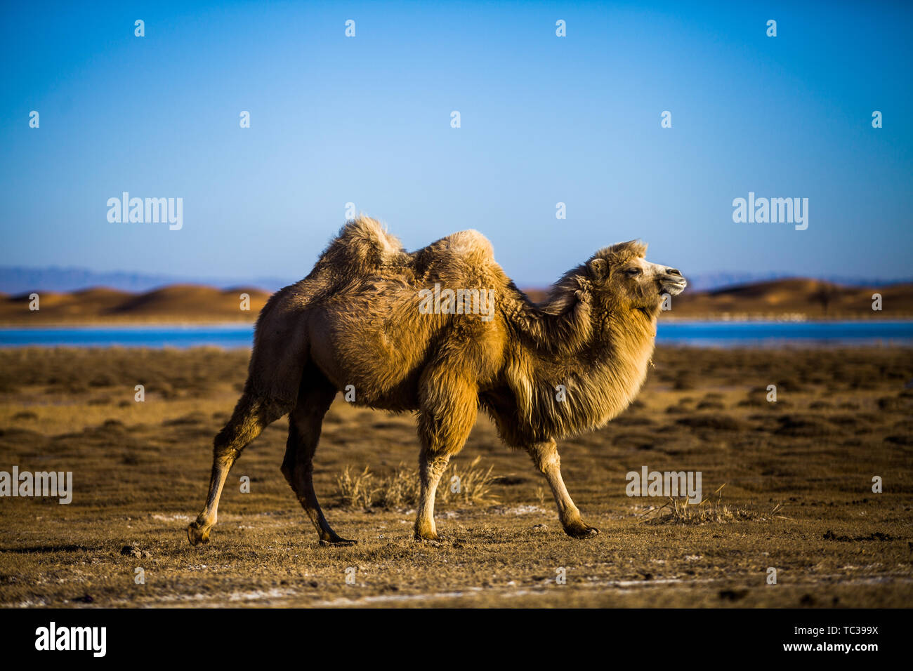 Camel farms hi-res stock photography and images - Alamy