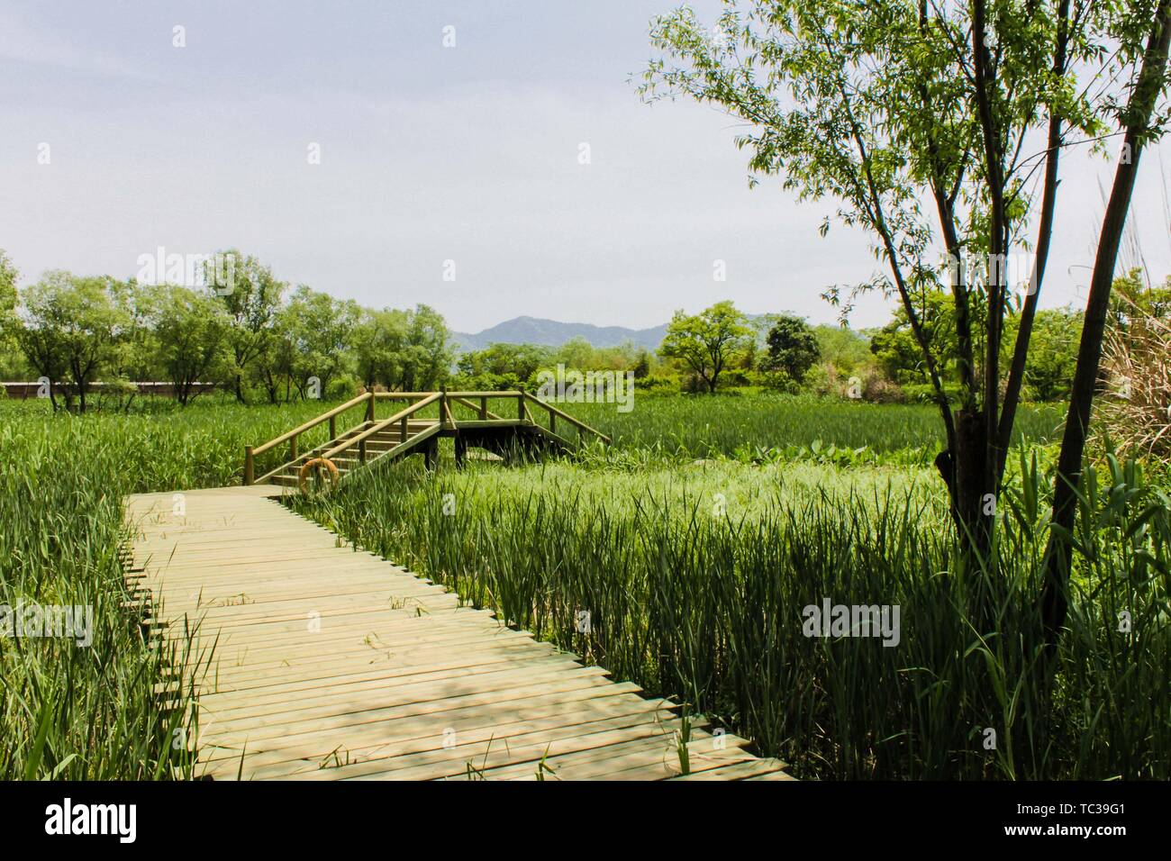 Scenery of Xixi Wetland Park in Hangzhou Stock Photo - Alamy