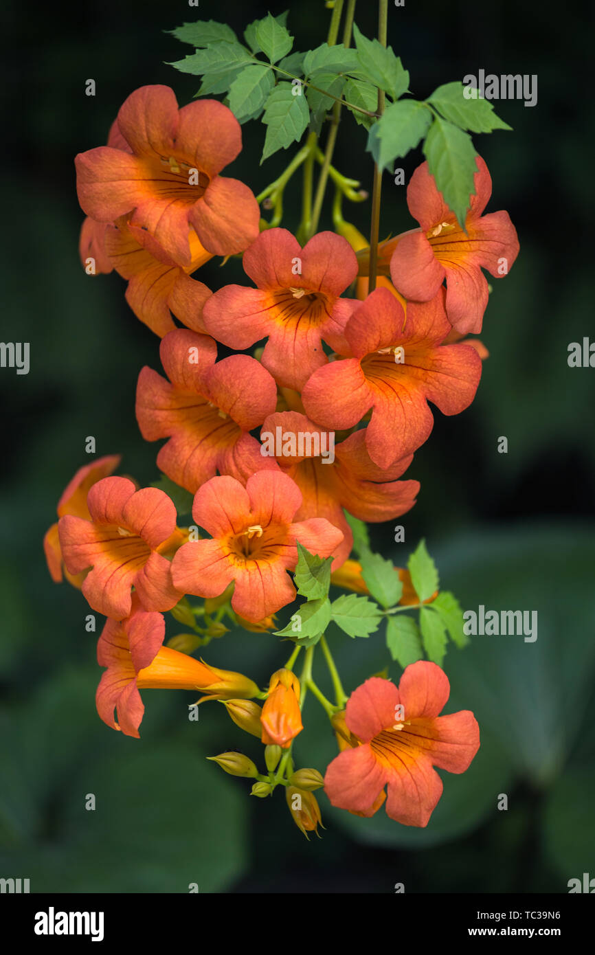 Lingxiao hi-res stock photography and images - Alamy