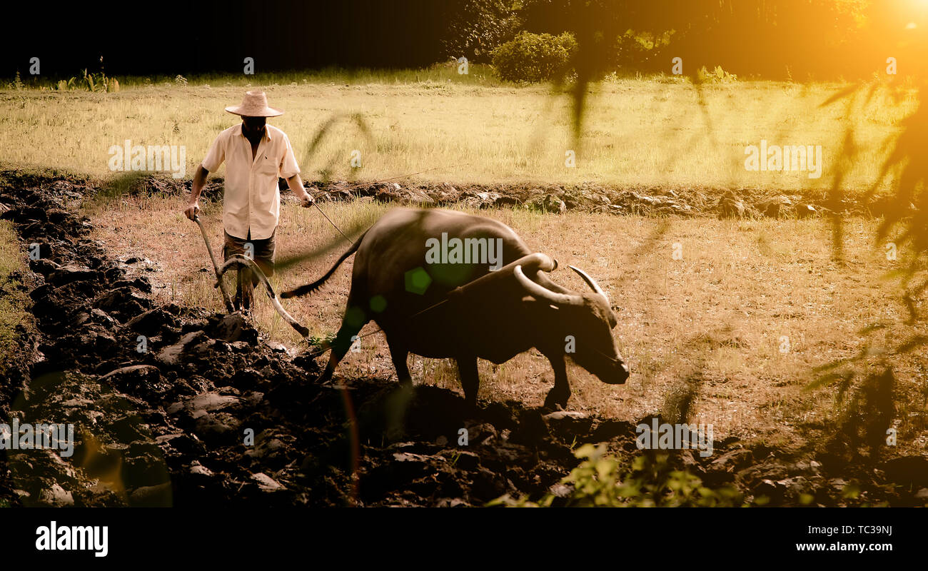 Farmer farming scene Buffalo ploughing field Stock Photo - Alamy