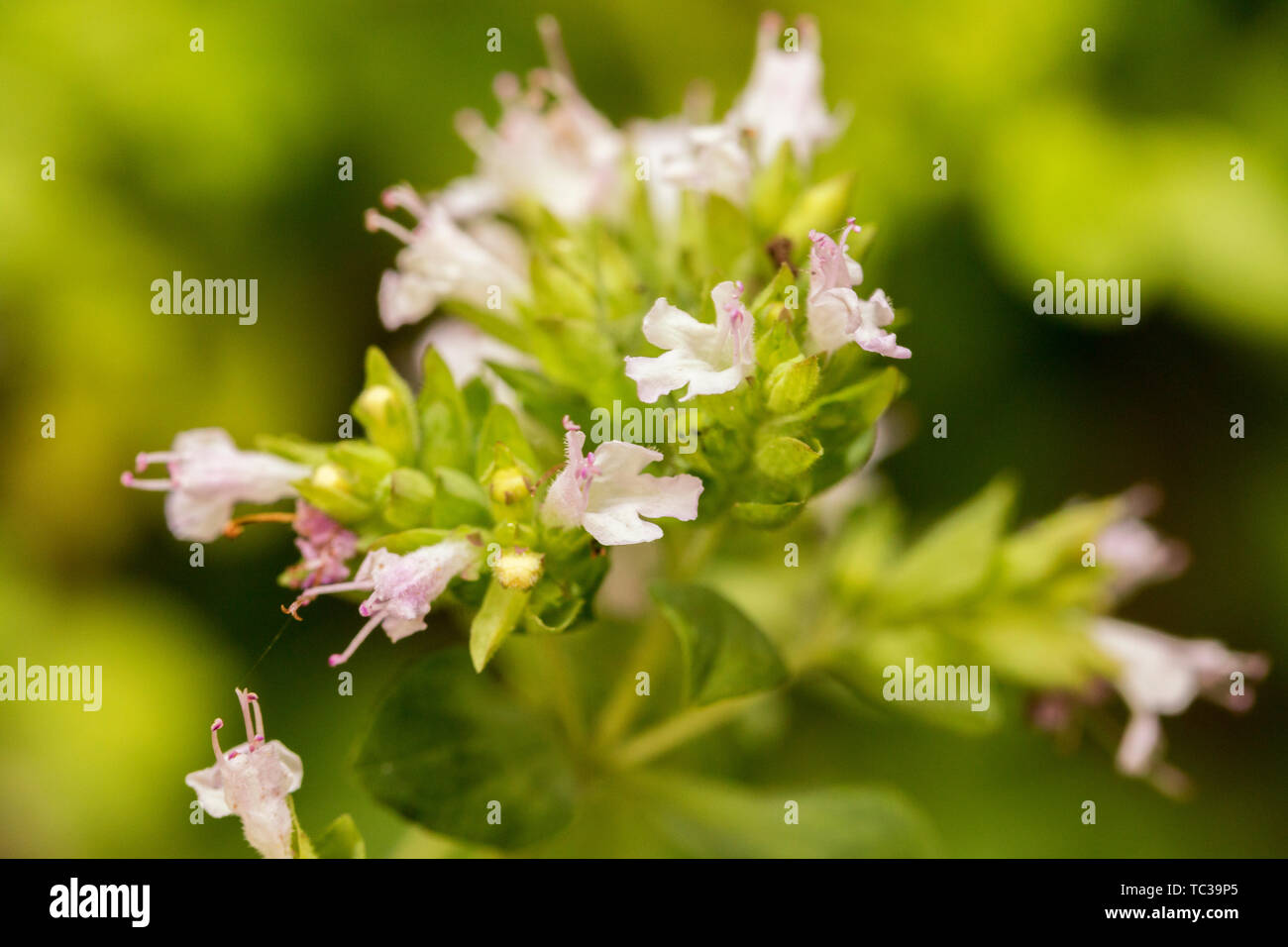 Flowering Organic Oregano in Garden at Summer Time in Italy Stock Photo ...