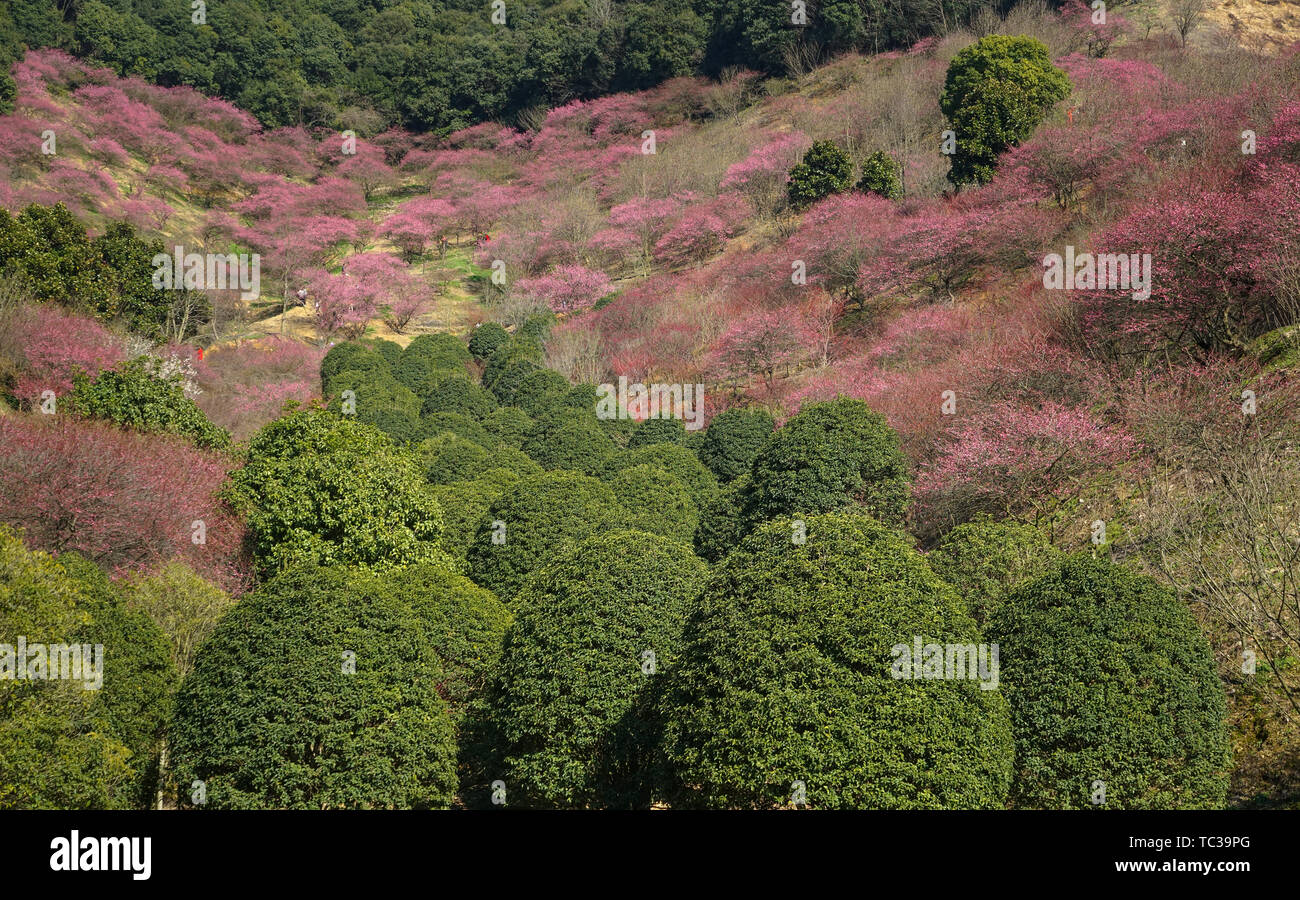 Meishan village hi-res stock photography and images - Alamy