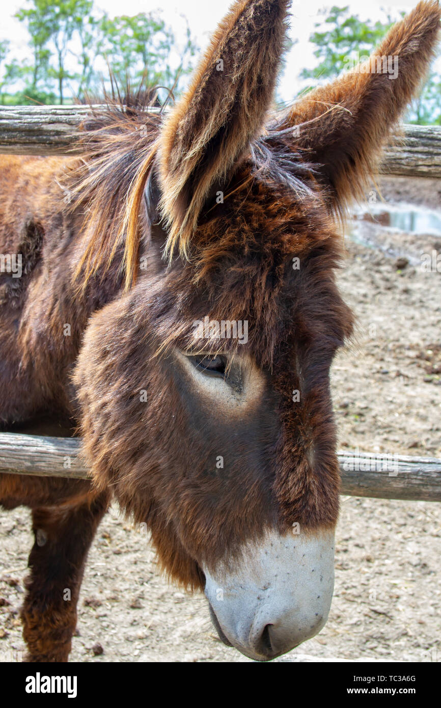 Profile portrait of long haired, long eared burrow in farm corral Stock ...