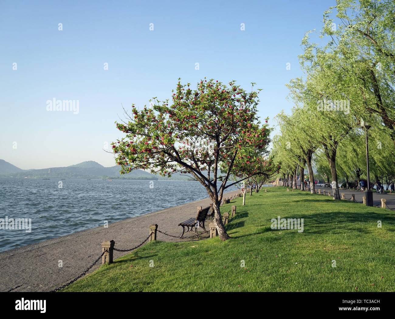 Spring color of West Lake Scenic Area Stock Photo - Alamy