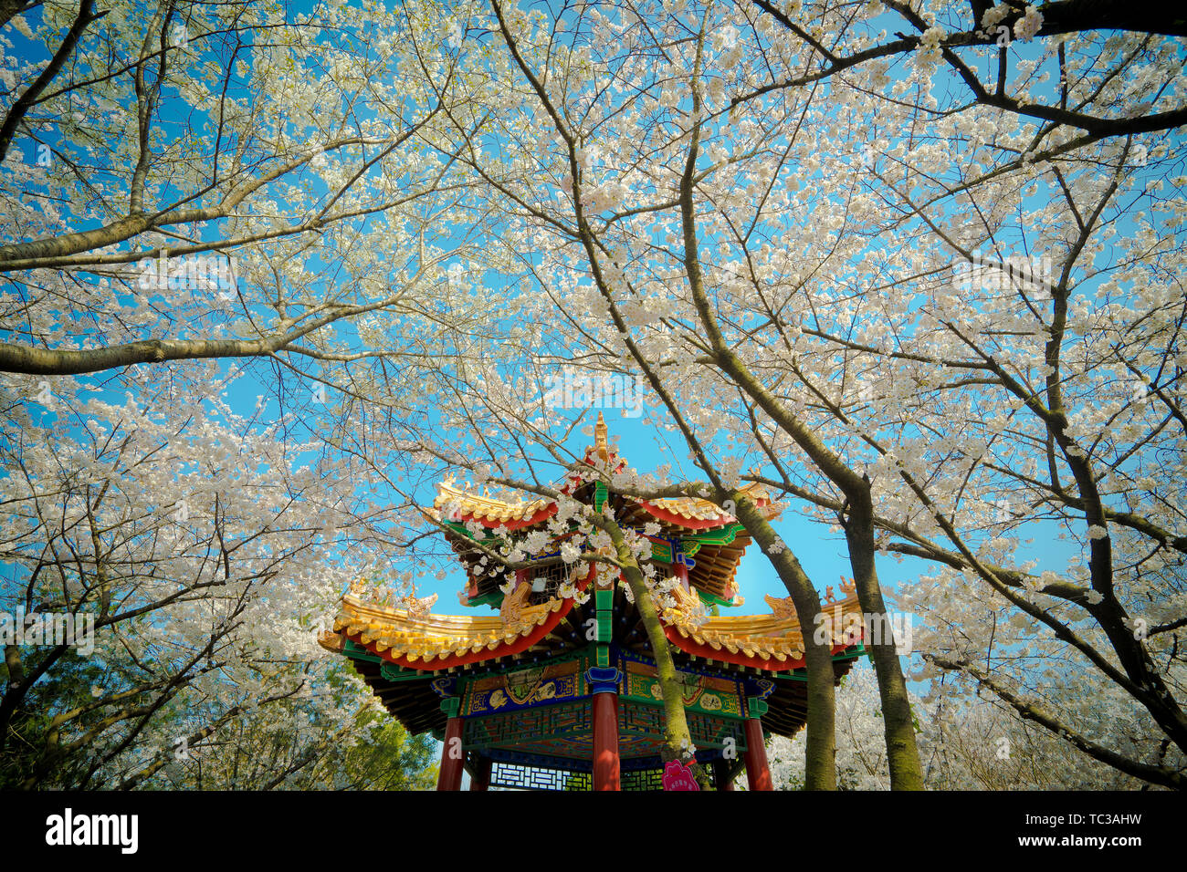 In spring, blooming cherry blossoms bring vigorous vitality and hope ...