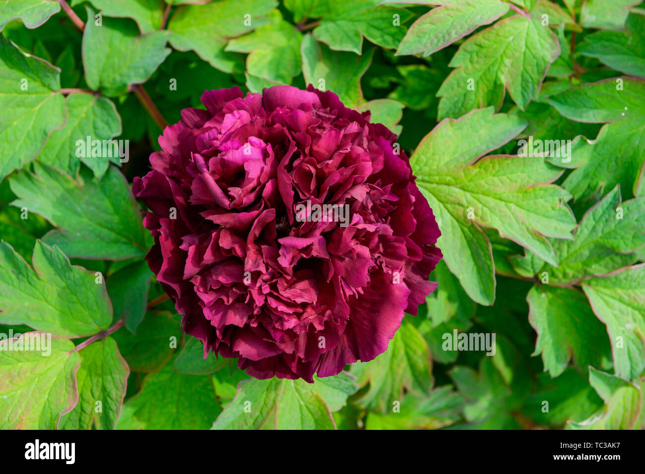 Luoyang peony map Stock Photo - Alamy