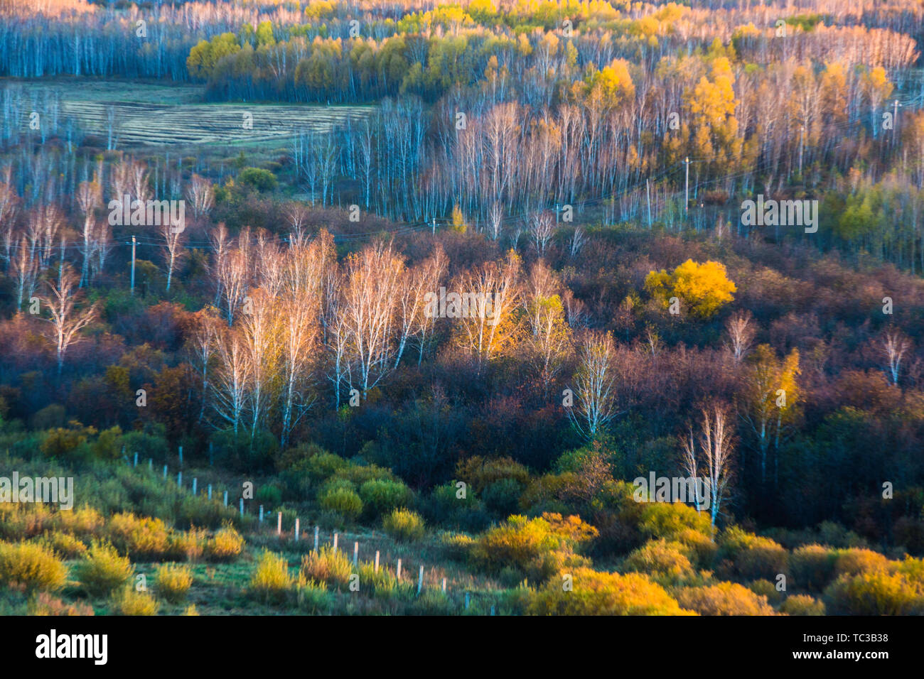 Erguna river and river forest hi-res stock photography and images - Alamy