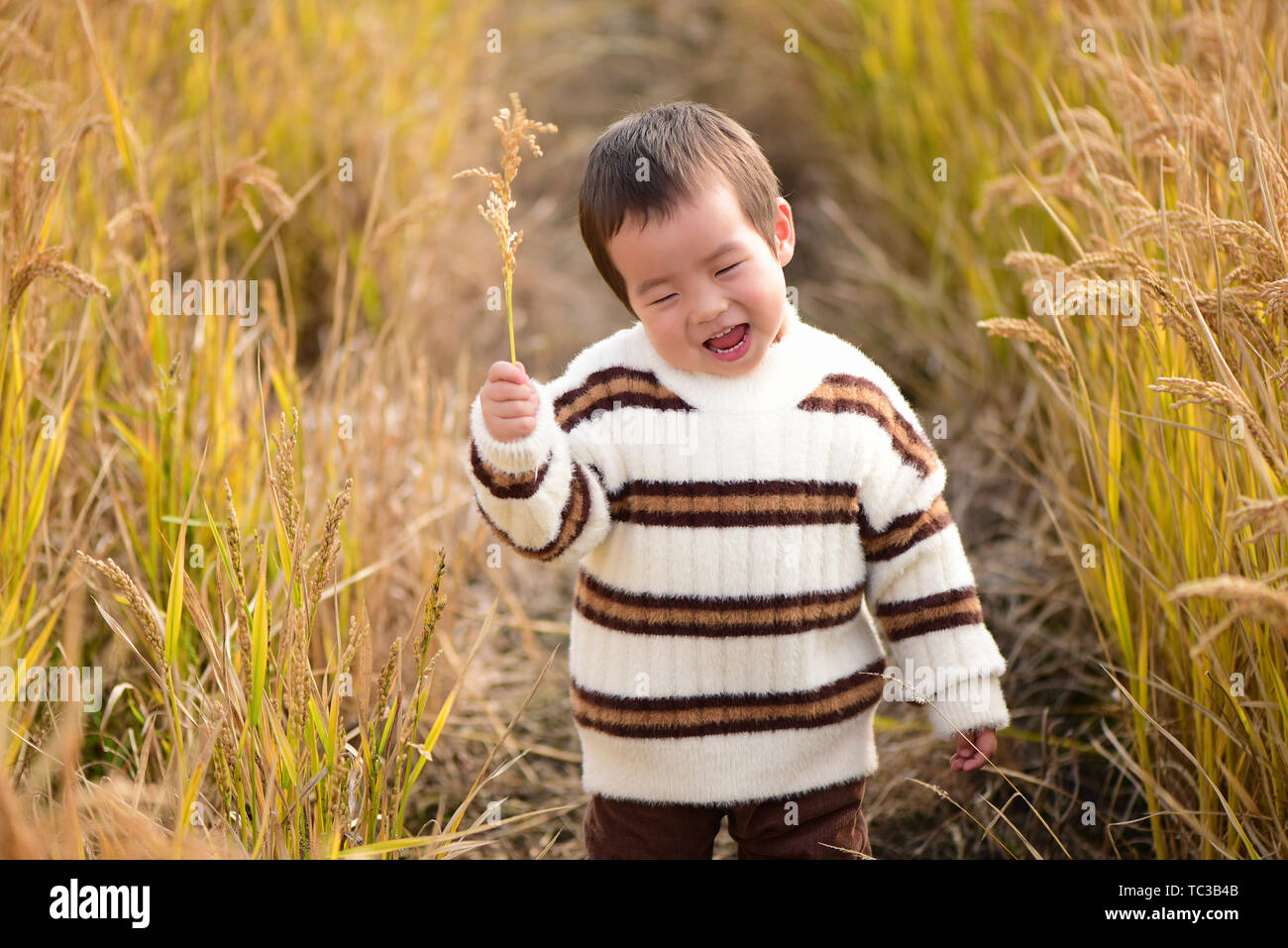 Happy little boy in the rice field Stock Photo - Alamy