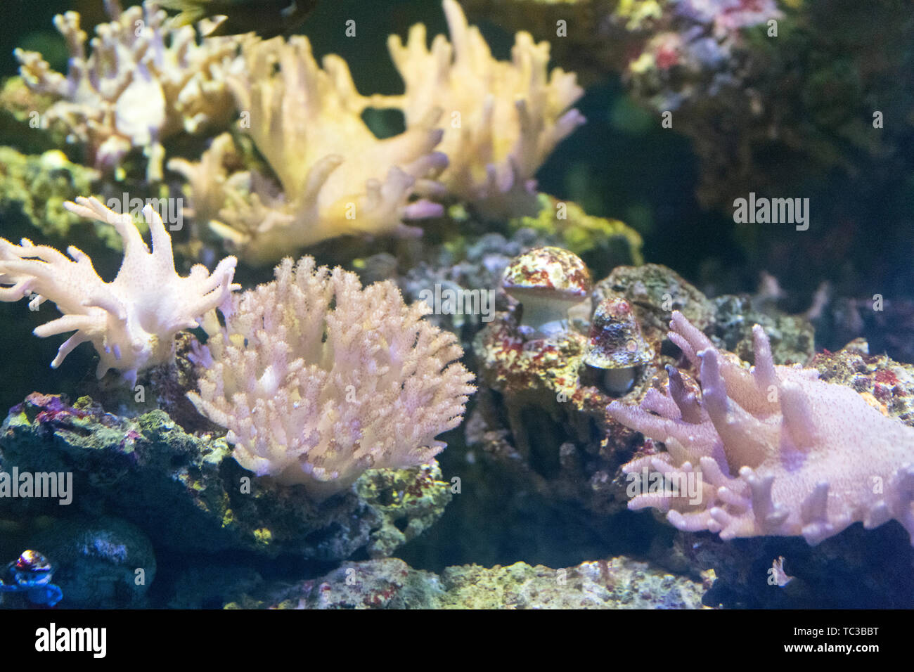 Coral willow hi-res stock photography and images - Alamy