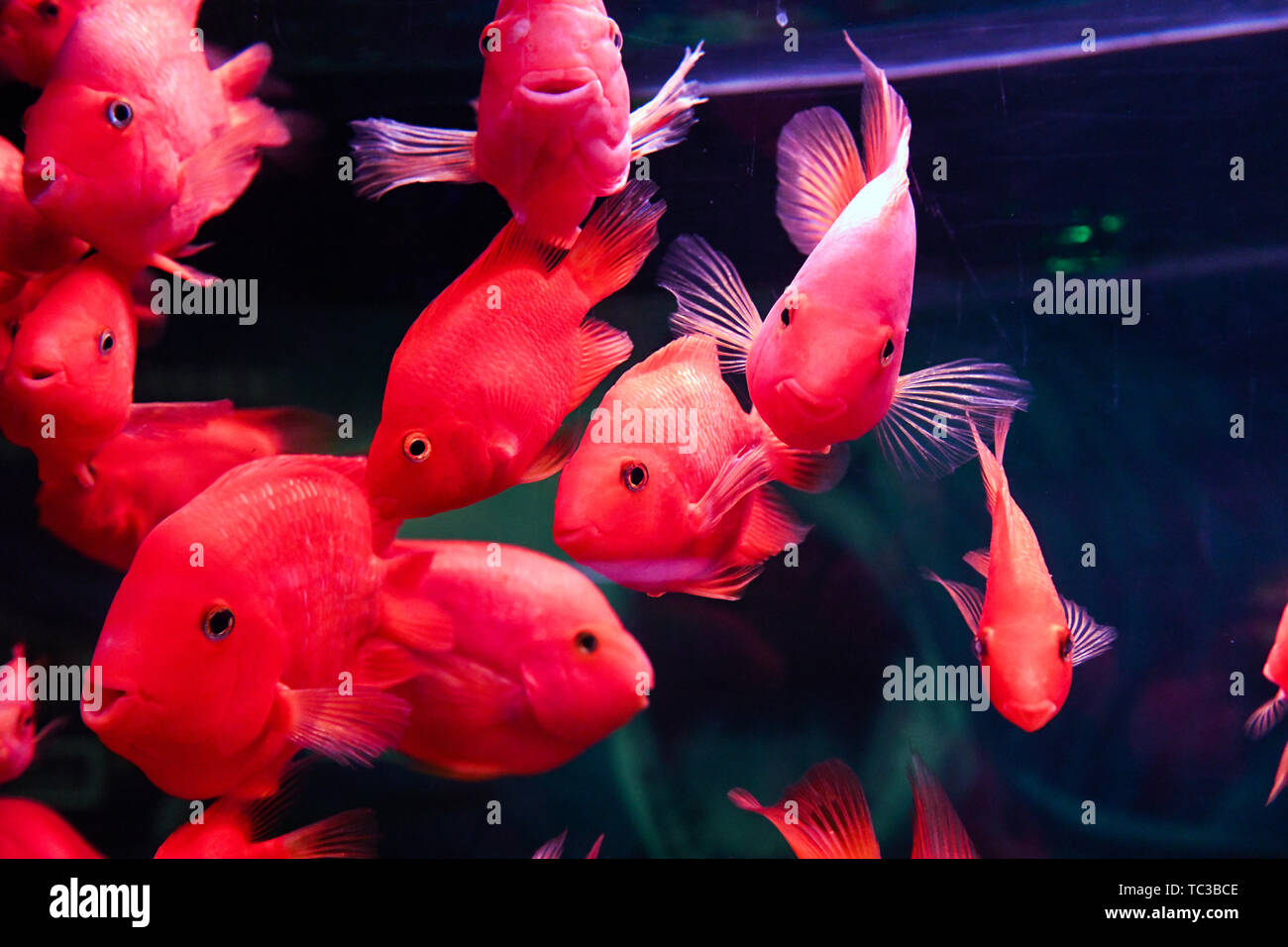 A rich fish Stock Photo - Alamy