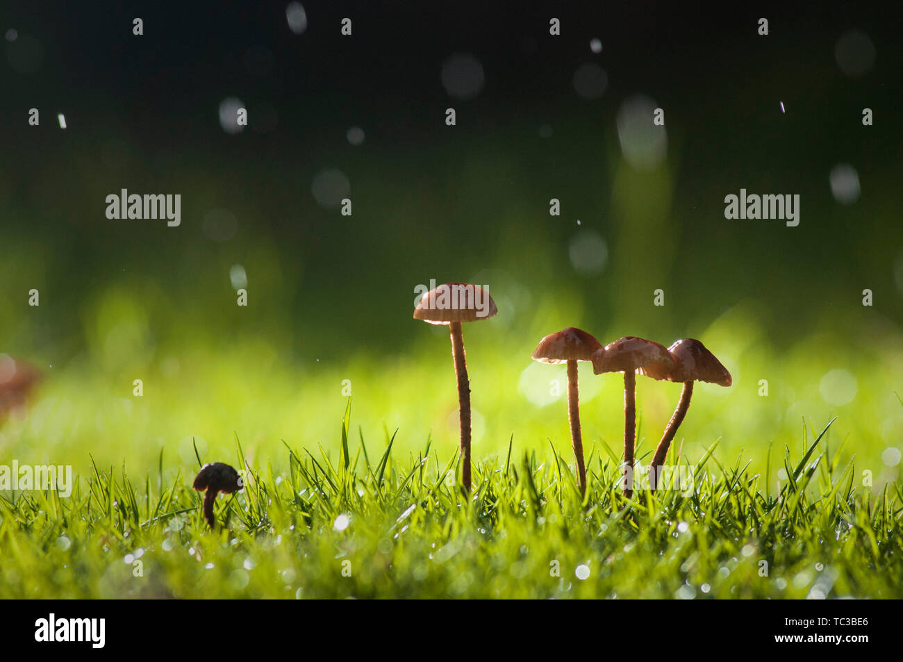A set of microphotographs of mushrooms in the rain Stock Photo - Alamy