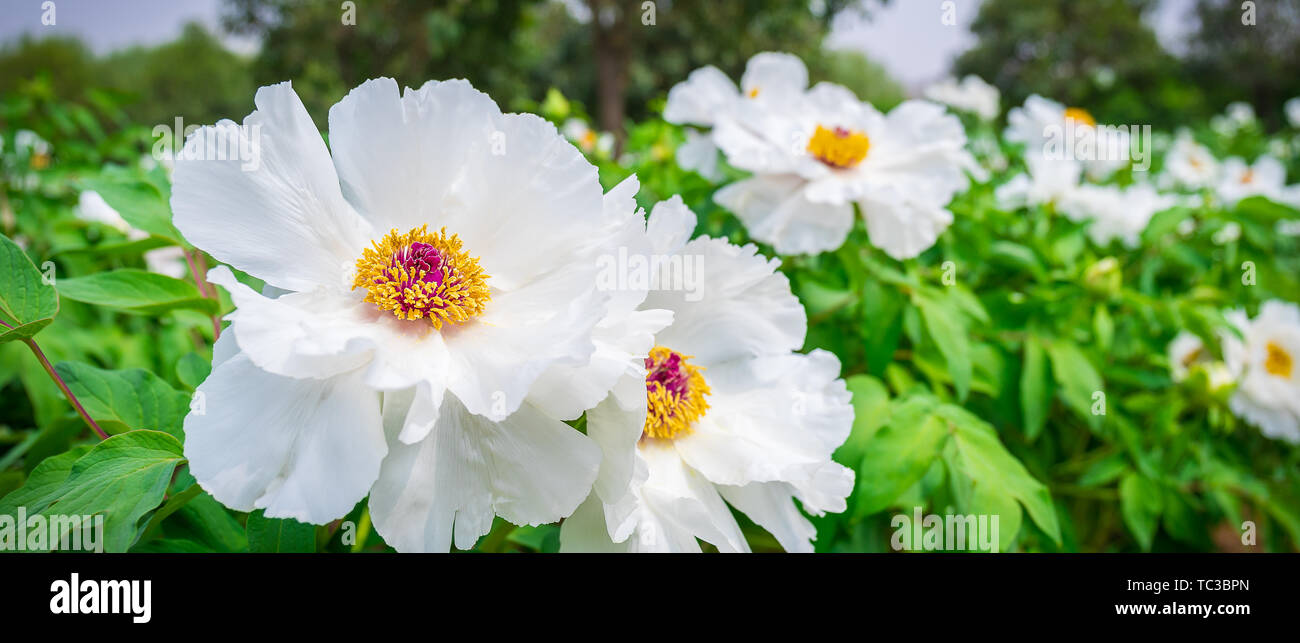 Luoyang peonies and flowers hi-res stock photography and images - Alamy