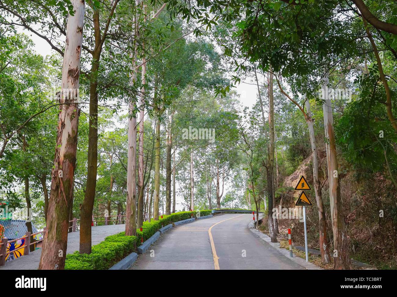 Forest, green plants, tourism scenery Stock Photo - Alamy