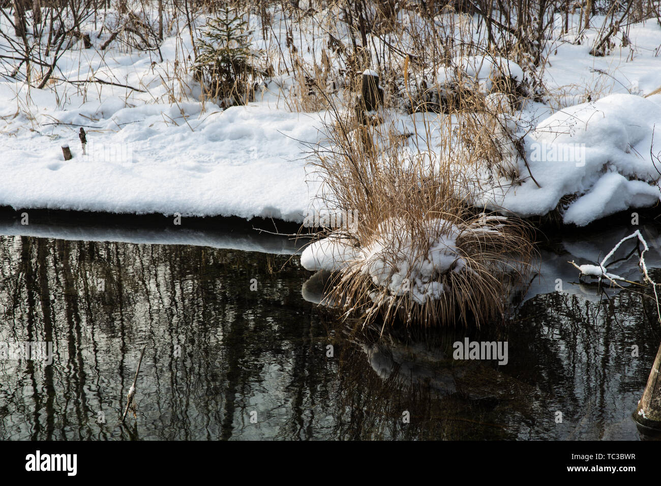 Monochromatic reflection of dead trees, dead trees, ice and snow in ...