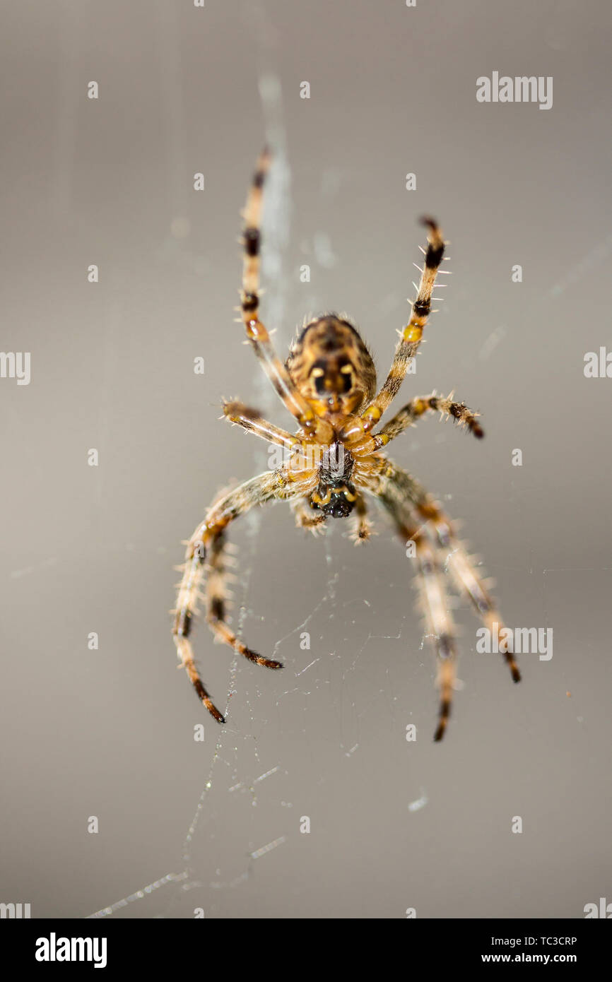 English spiders hi-res stock photography and images - Alamy