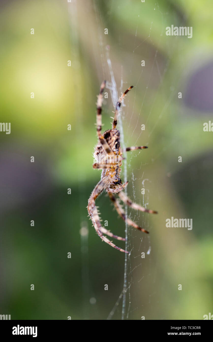 Uk garden spider close hi-res stock photography and images - Alamy
