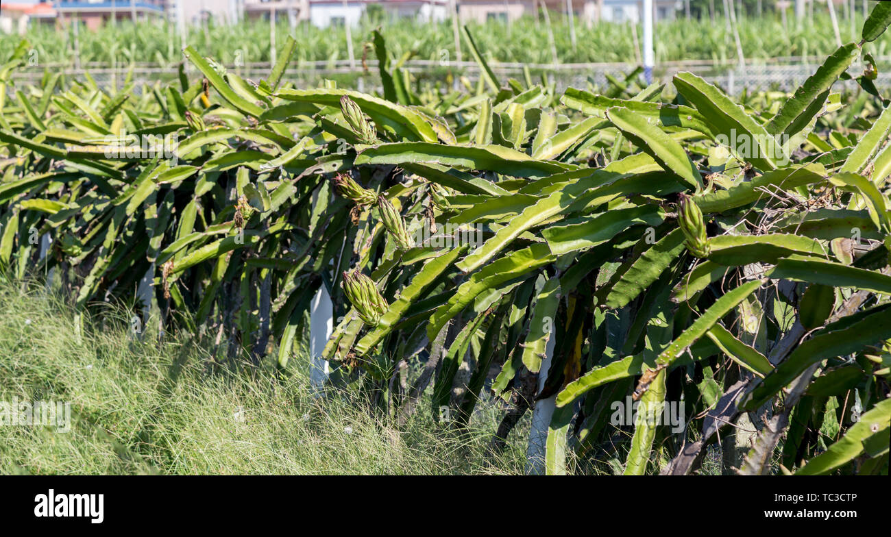Foshan dragon fruit planting base, Guangdong Stock Photo - Alamy