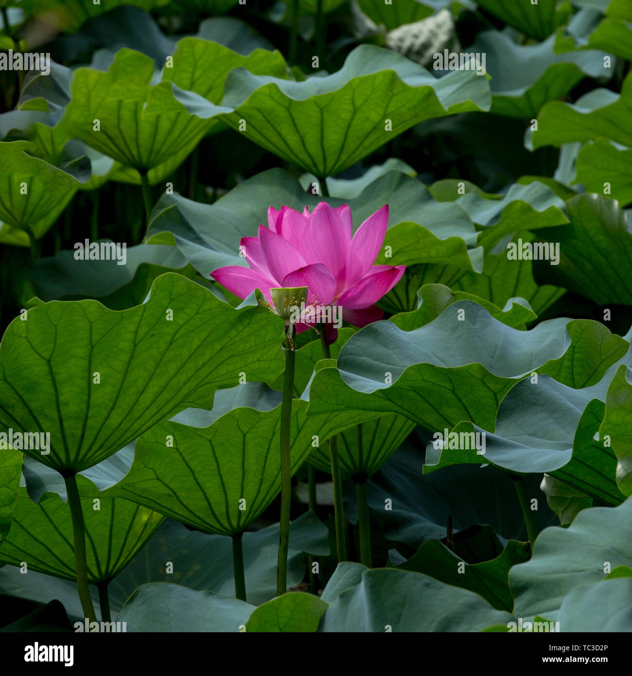 Another lotus bloom Stock Photo - Alamy