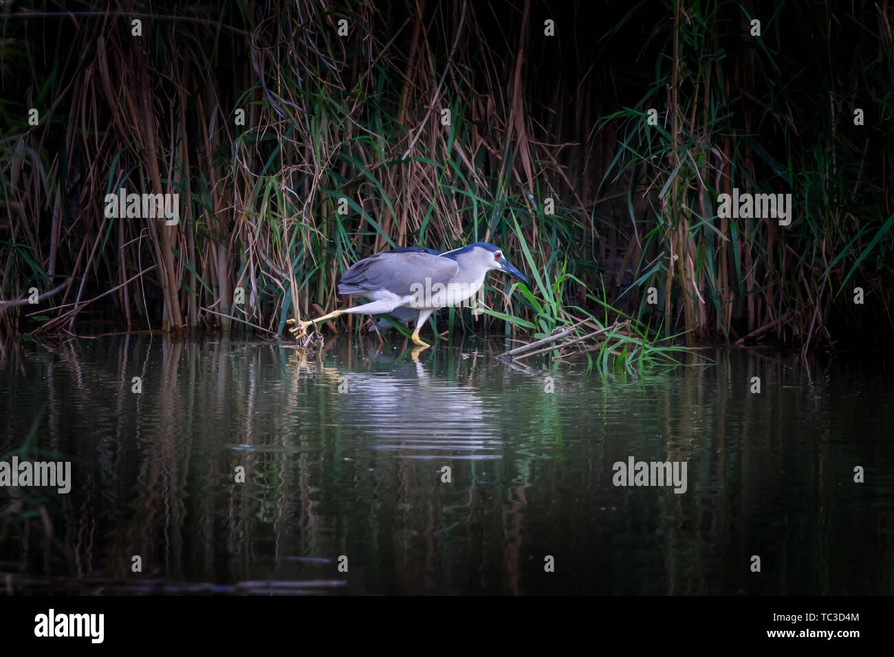 Human ponds hi-res stock photography and images - Alamy