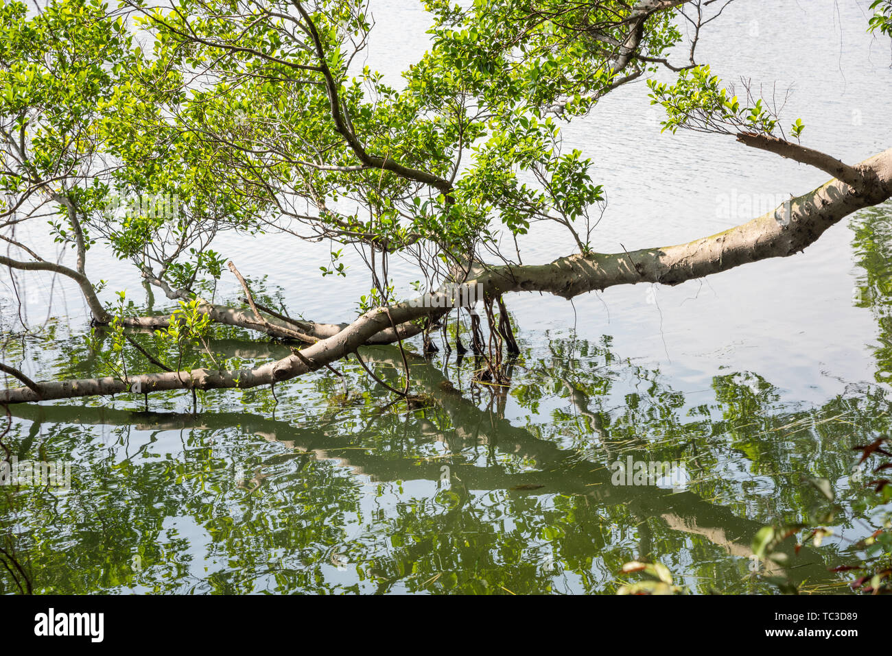 Banyan tree frame hi-res stock photography and images - Alamy