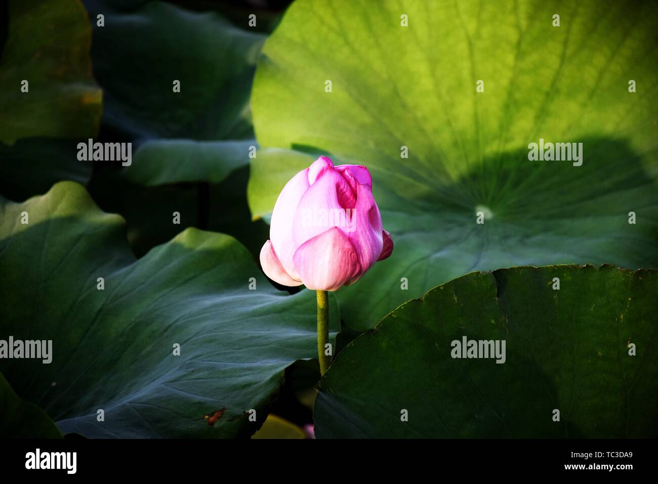 Foreign colors and lotus flowers of plants hi-res stock photography and ...